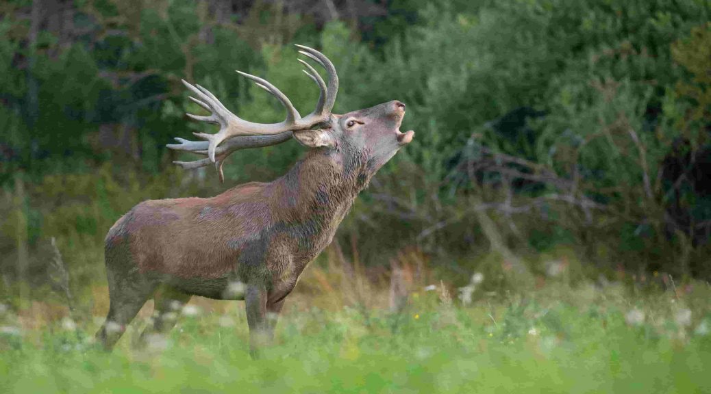 America S Best Brown Deer